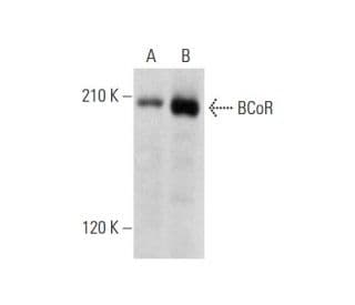 BCoR Antibody (C-10) | SCBT - Santa Cruz Biotechnology