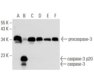 caspase-3 Antibody (31A1067) | SCBT - Santa Cruz Biotechnology
