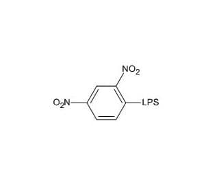 DNP-LPS (Lipopolysaccharide) | SCBT - Santa Cruz Biotechnology