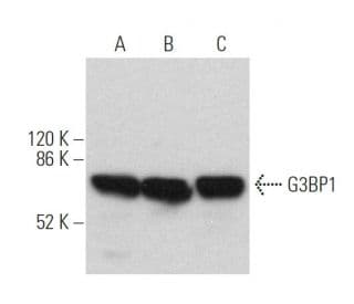 G3BP1抗体 (H-10) | SCBT - Santa Cruz Biotechnology