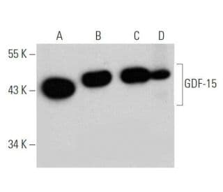 GDF-15 Antibody (H-2) | SCBT - Santa Cruz Biotechnology