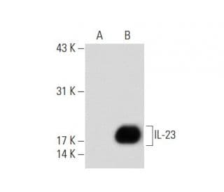 IL-23 Antibody (C-3) | SCBT - Santa Cruz Biotechnology