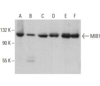 MIB1抗体 (B-9) | SCBT - Santa Cruz Biotechnology