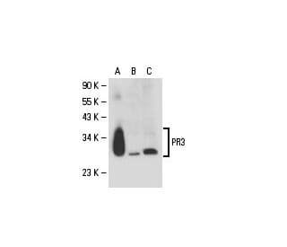 PR3 Antibody (D-1) | SCBT - Santa Cruz Biotechnology